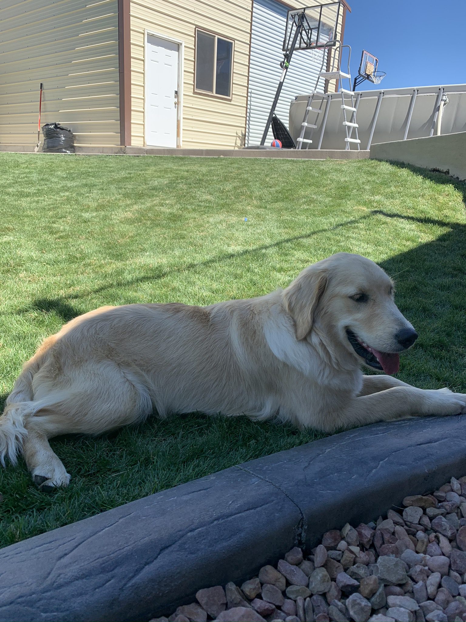 Boundary training your dog - Sevier Golden Retrievers