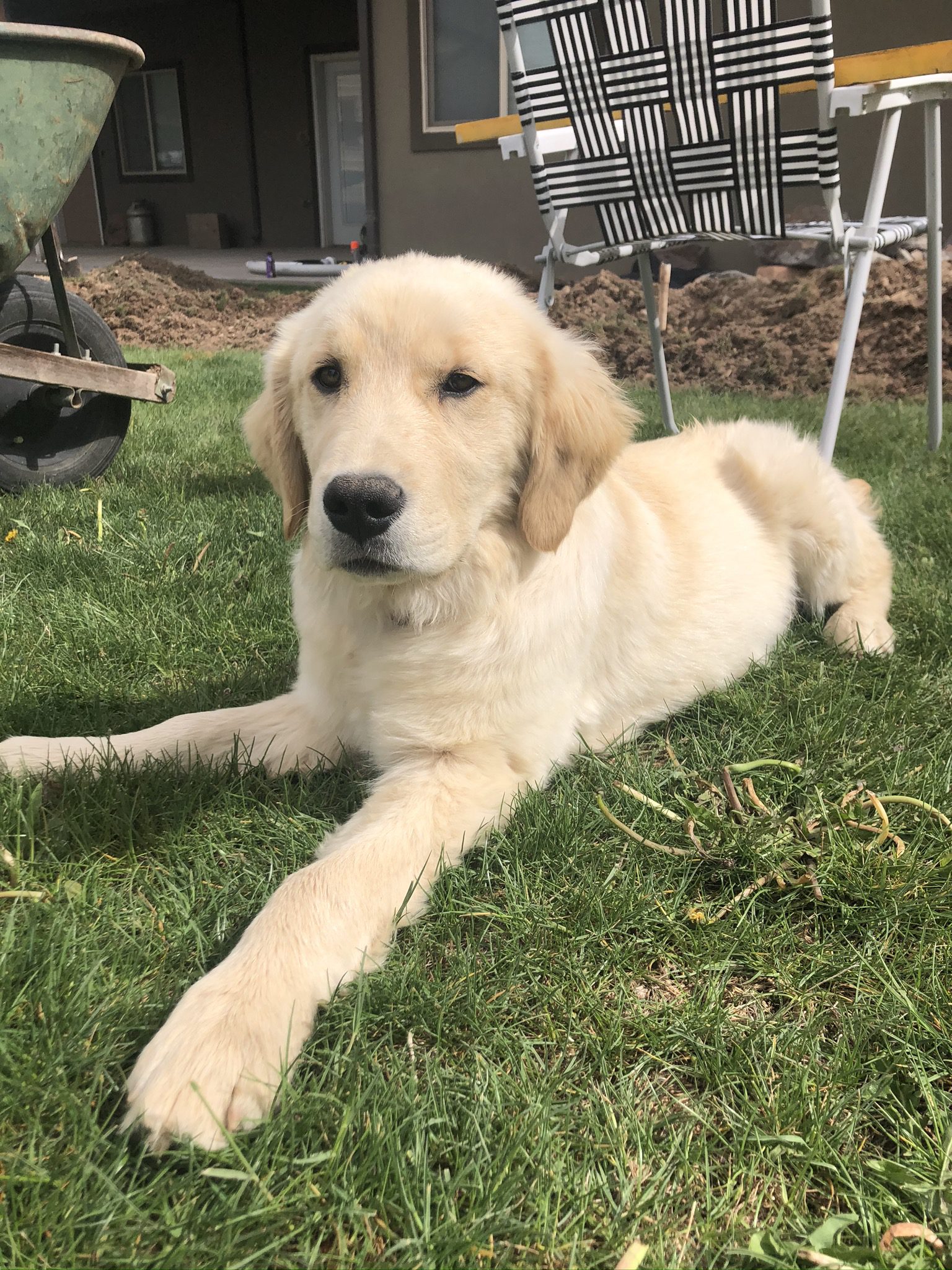 Why is my dog eating its own feces? - Sevier Golden Retrievers